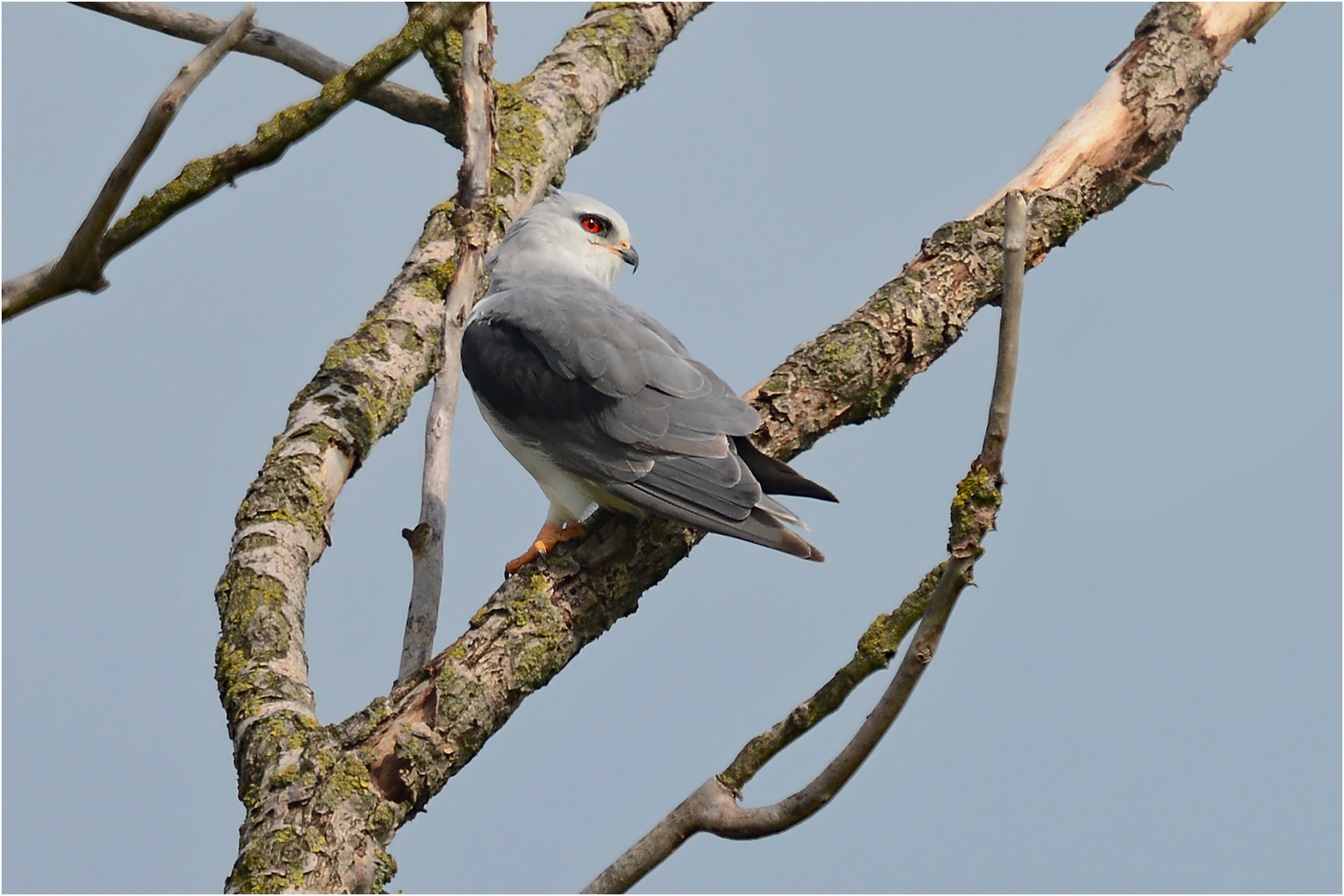 Gleitaar Foto & Bild | tiere, wildlife, wild lebende vögel Bilder auf ...