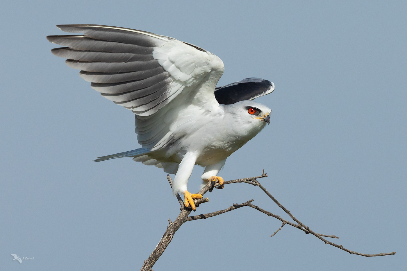Gleitaar Foto & Bild | tiere, wildlife, wild lebende vögel Bilder auf ...