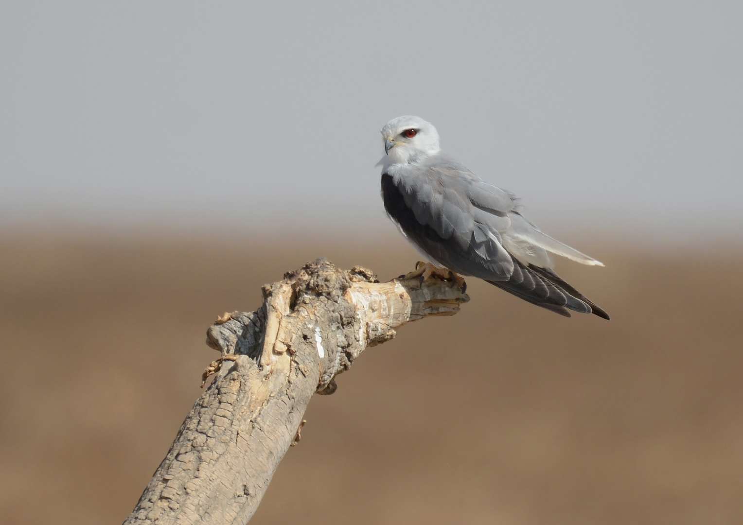 Gleitaar Foto & Bild | natur, afrika, tiere Bilder auf fotocommunity