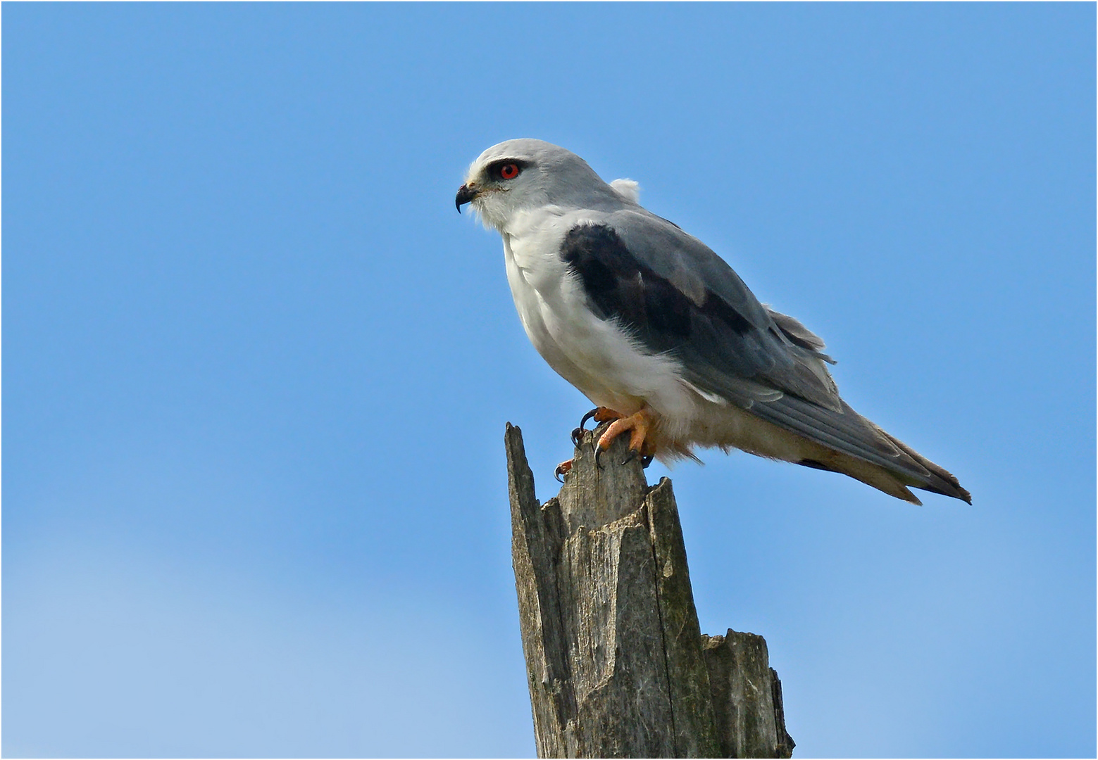 Gleitaar Foto & Bild | natur, tiere, vögel Bilder auf fotocommunity