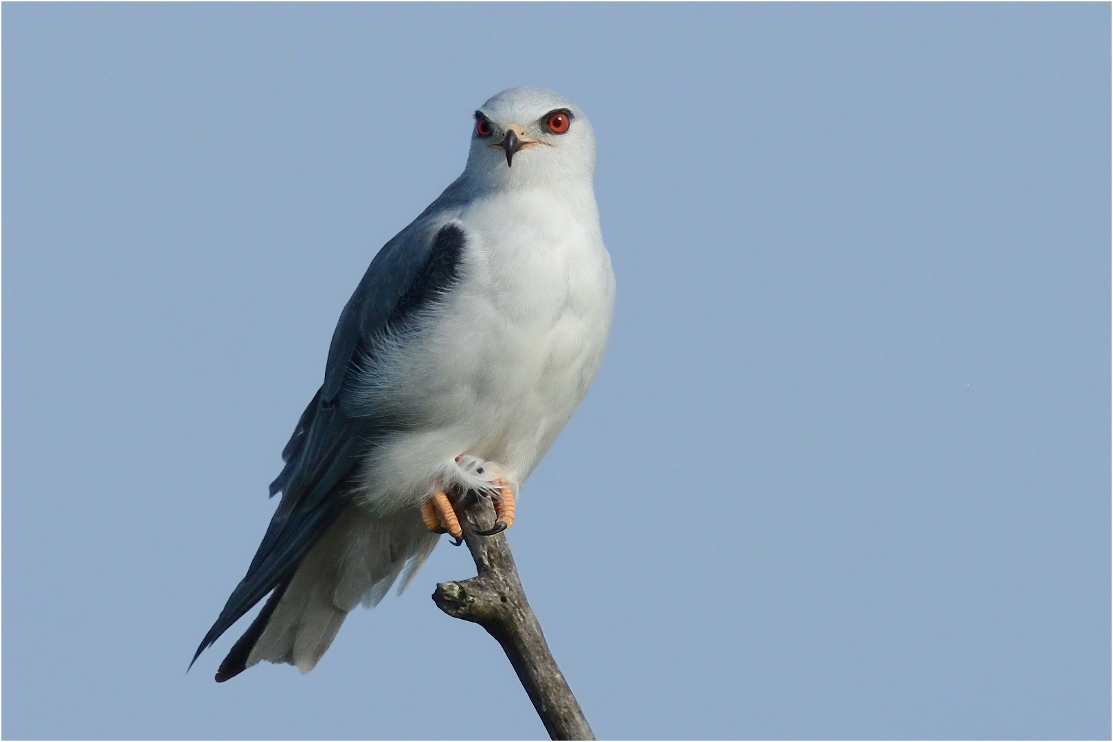 Gleitaar Foto & Bild | tiere, wildlife, wild lebende vögel Bilder auf ...