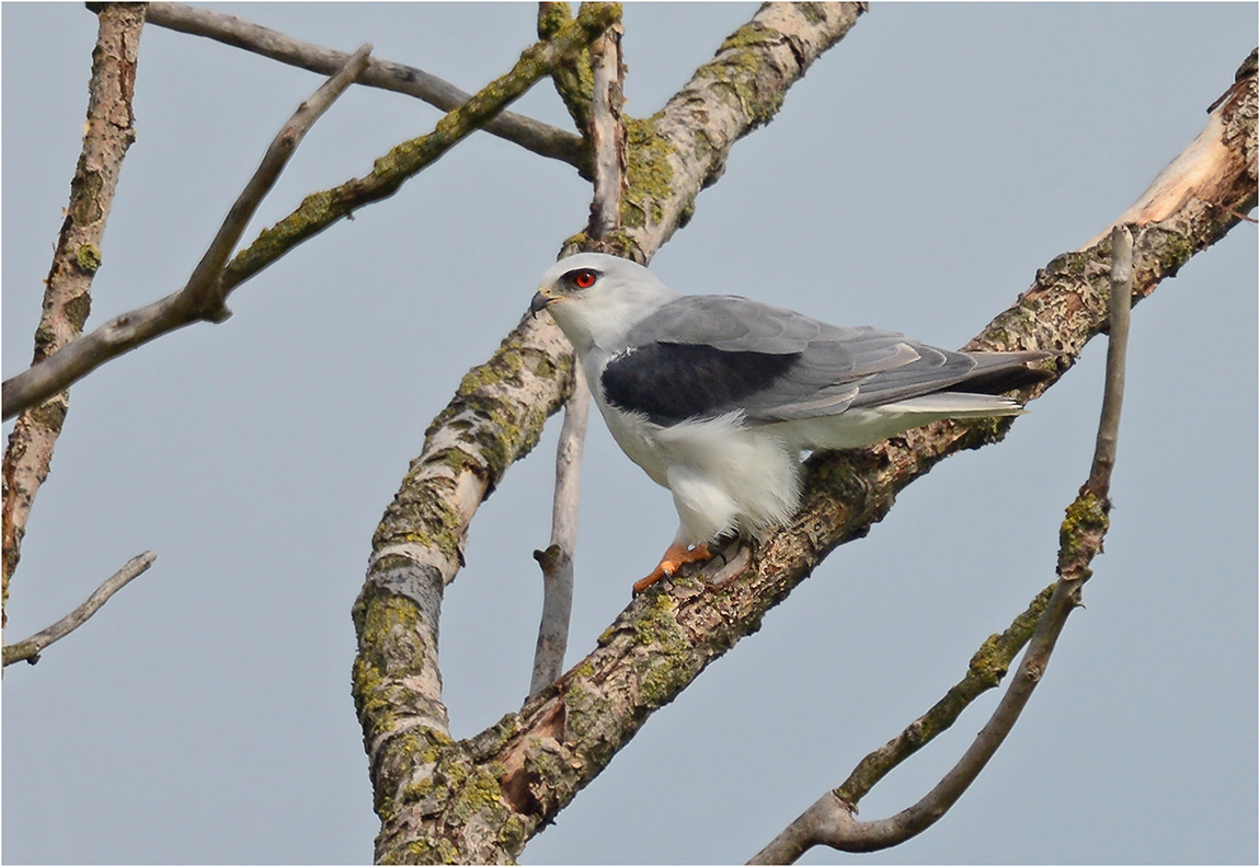 Gleitaar Foto & Bild | natur, tiere, vögel Bilder auf fotocommunity