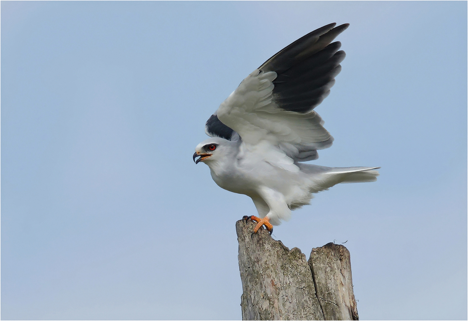 Gleitaar - absolutes Highlight 2016 Foto & Bild | tiere, wildlife, wild ...