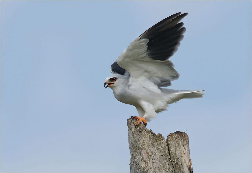 Gleitaar - absolutes Highlight 2016 Foto & Bild | tiere, wildlife, wild ...