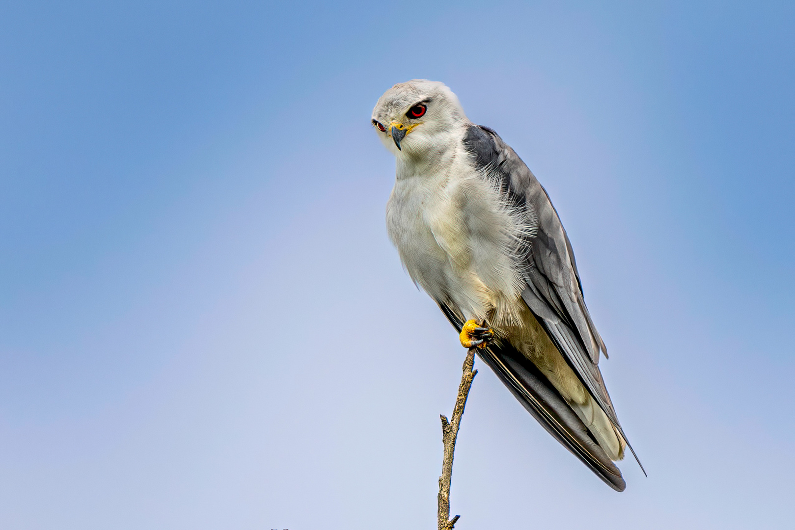 Gleitaar - Black-winged Kite Foto & Bild | tiere, wildlife, wild ...