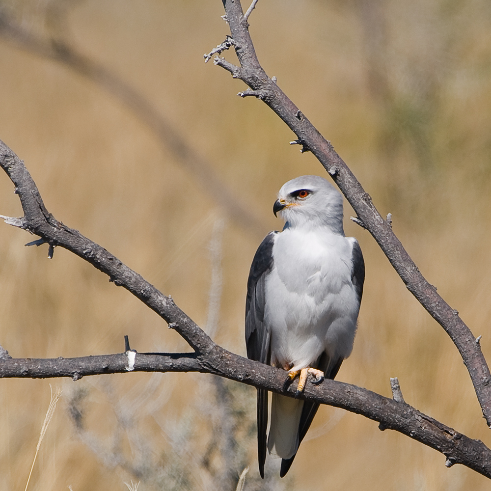 Gleitaar Foto & Bild | africa, southern africa, namibia Bilder auf ...
