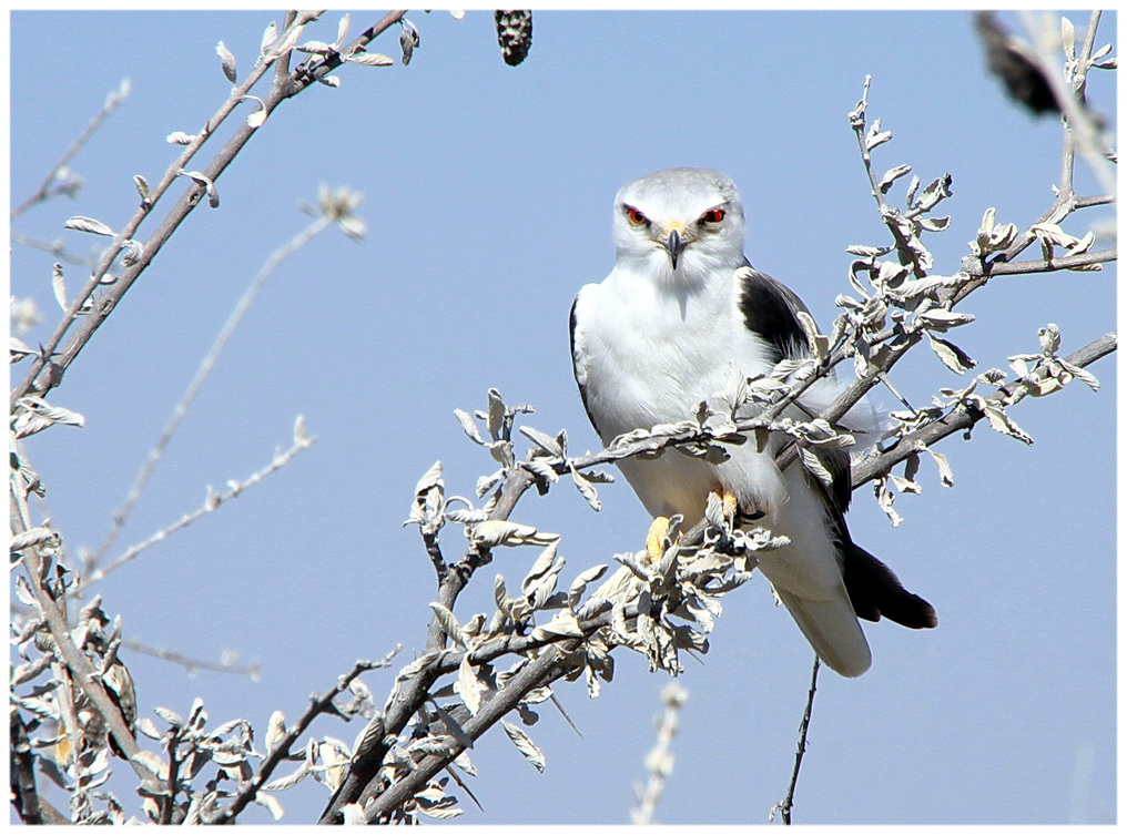 Gleitaar Foto & Bild | tiere, wildlife, wild lebende vögel Bilder auf ...