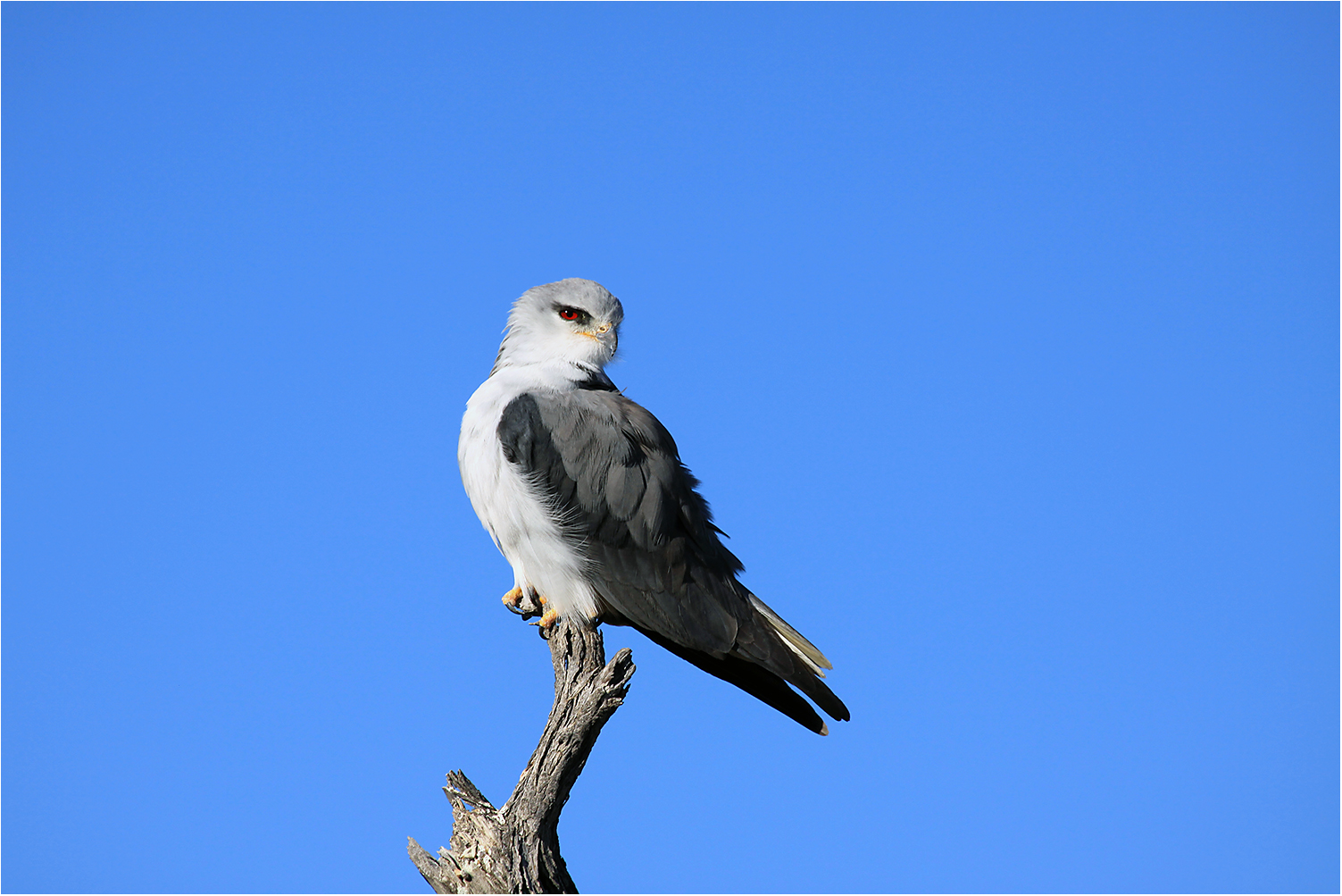 Gleitaar Foto & Bild | natur, porträt, namibia Bilder auf fotocommunity