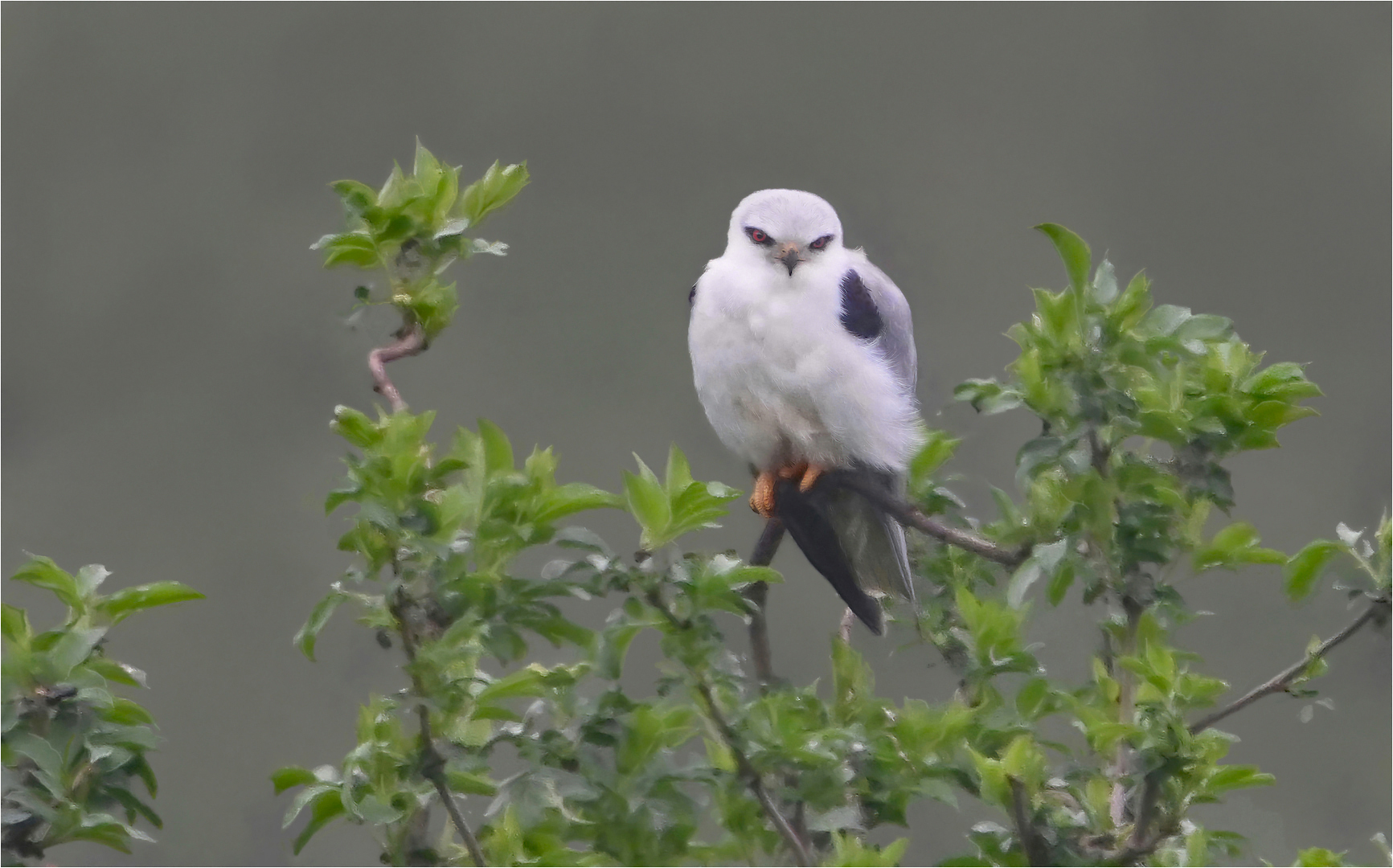 Gleitaar Foto & Bild | tiere, wildlife, wild lebende vögel Bilder auf ...