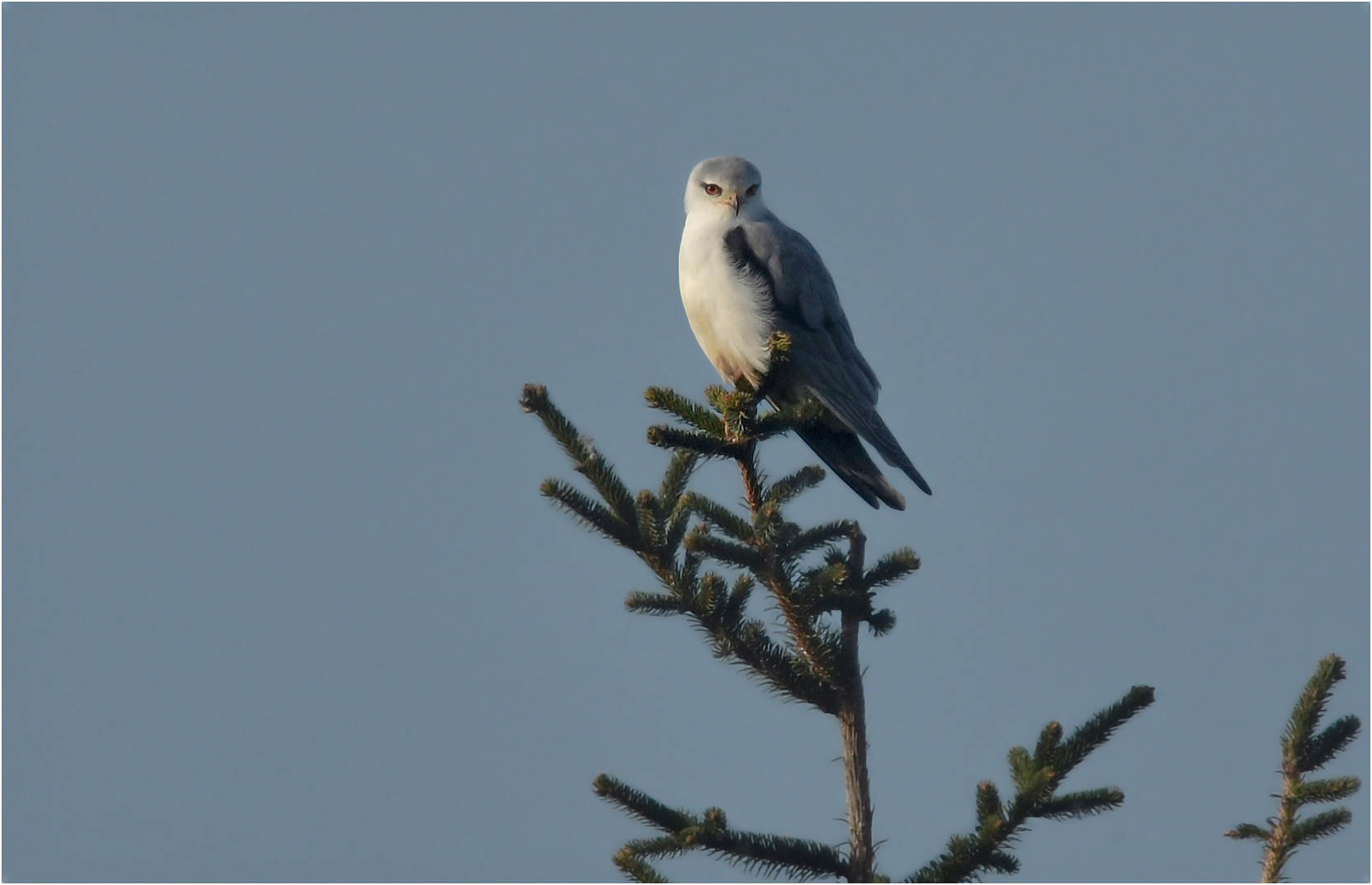 Gleitaar - eine Rarität in Deutschland Foto & Bild | nature, natur ...