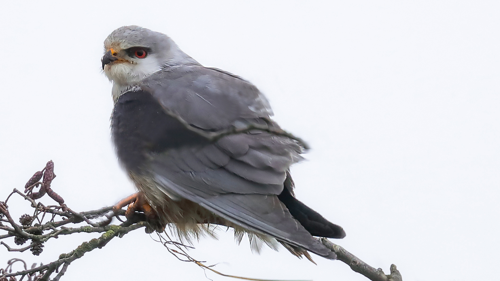 Gleitaar (Elanus caeruleus) Foto & Bild | tiere, wildlife, wild lebende ...