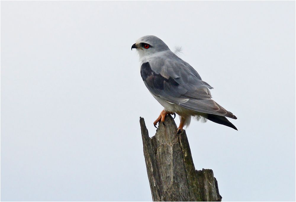 Gleitaar in Brandenburg Foto & Bild | natur, tiere, vögel Bilder auf ...