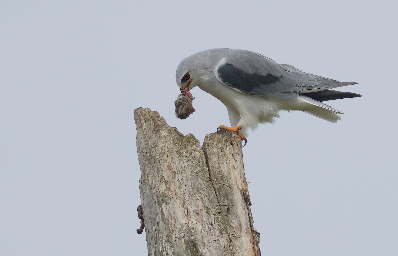 Gleitaar in Brandenburg Foto & Bild | nature, natur, tiere Bilder auf ...