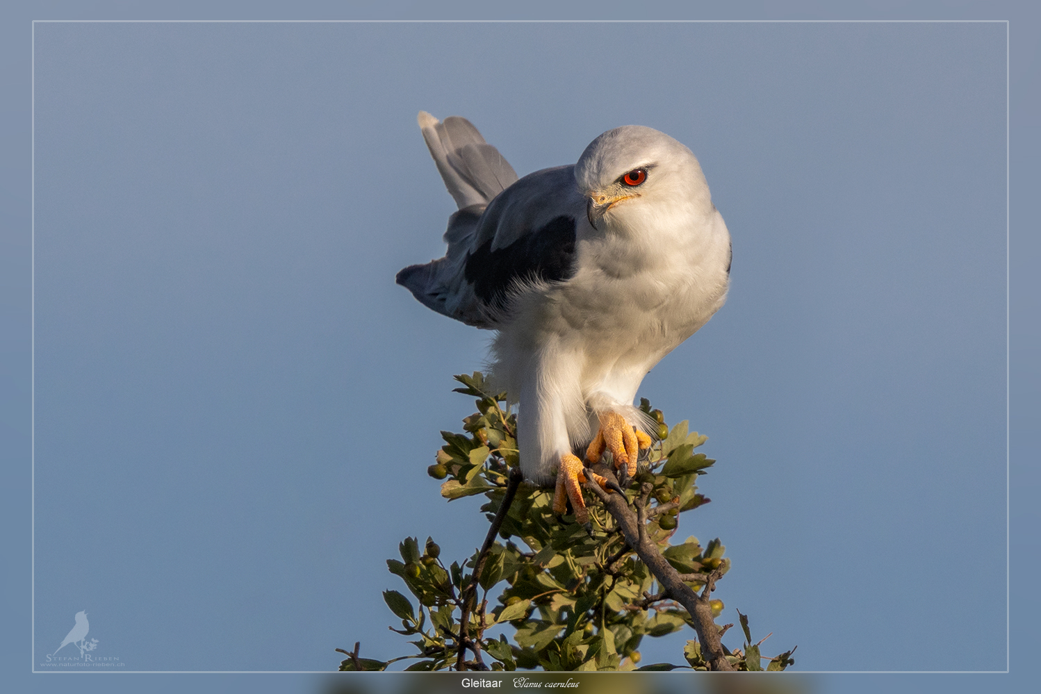 Gleitaar in der Schweiz Foto & Bild | tiere, wildlife, wild lebende ...