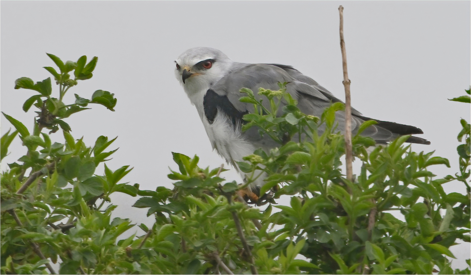 Gleitaar in Deutschland Foto & Bild | tiere, wildlife, wild lebende ...
