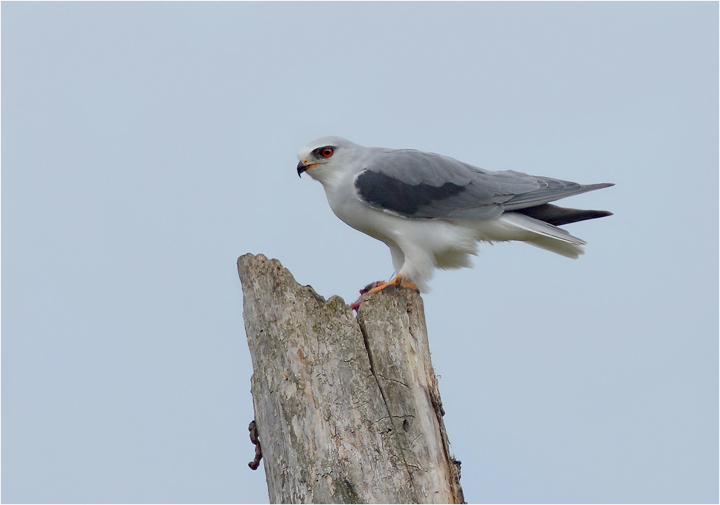 Gleitaar mit Beute Foto & Bild | natur, tiere, vögel Bilder auf ...