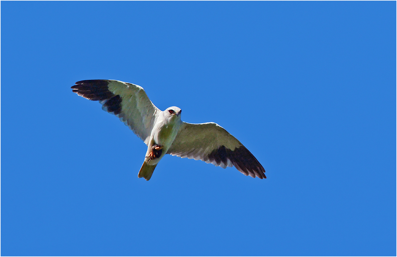 Gleitaar mit Maus Foto & Bild | natur, tiere, vögel Bilder auf ...