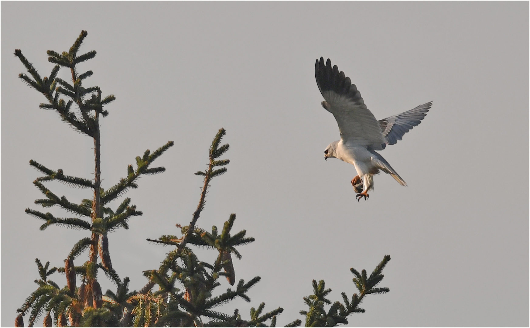 Gleitaar mit Maus Foto & Bild | tiere, wildlife, wild lebende vögel ...