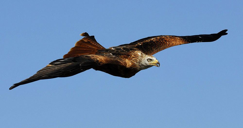Gleitflieger Foto & Bild | tiere, zoo, wildpark & falknerei, vögel ...