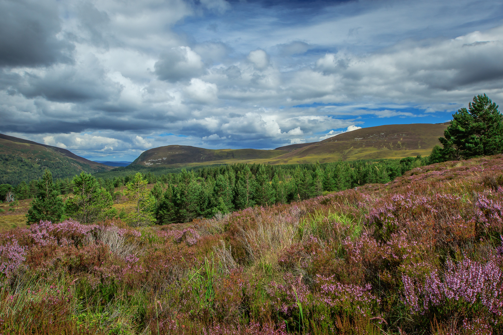 Glenmore Forest Park - Scotland 2017 photo et image | europe, united ...