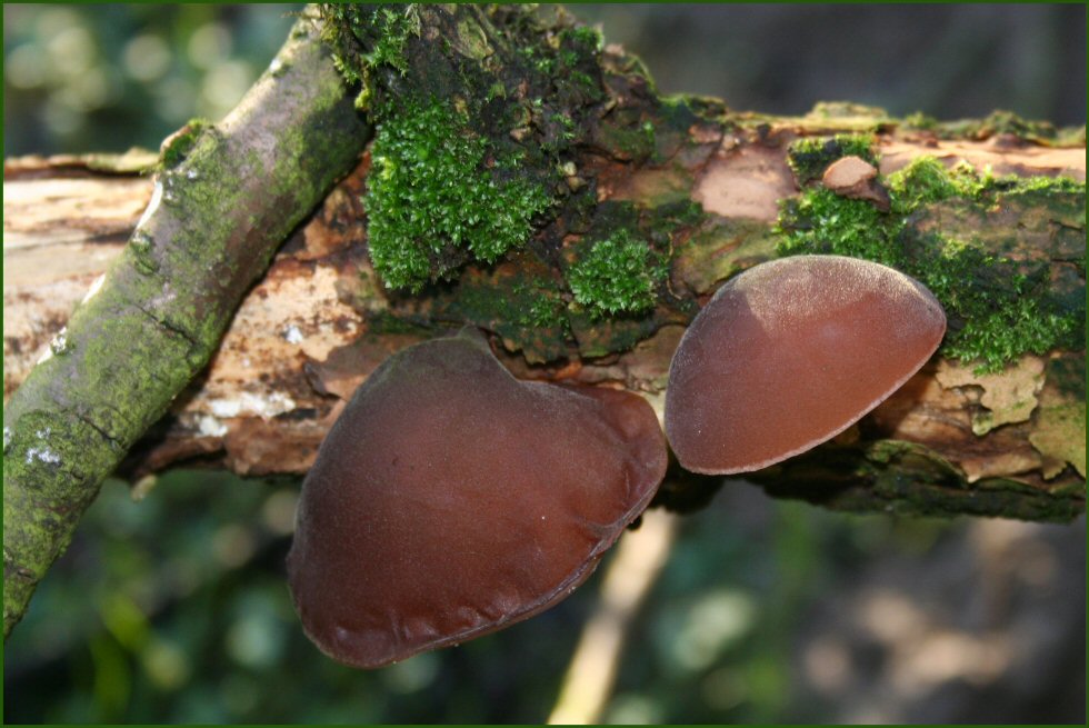 Glibber Foto & Bild | pflanzen, pilze & flechten, pilze & flechten ...