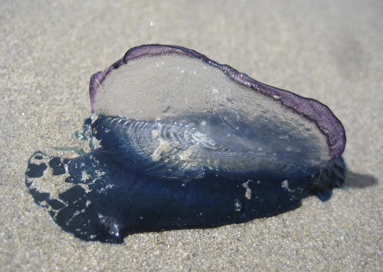 Glibber Foto & Bild | france, wasser, natur Bilder auf fotocommunity