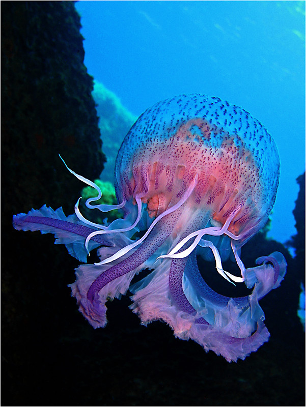 *glibberfarben* Foto & Bild | unterwasser, uw-salzwasser, natur-kreativ ...