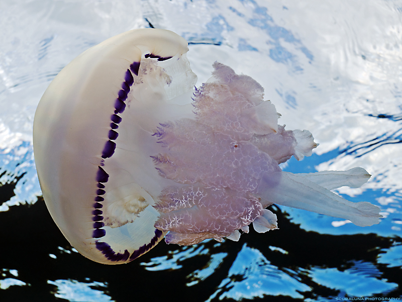 Glibbertier Foto & Bild | unterwasser, uw-salzwasser, natur-kreativ ...