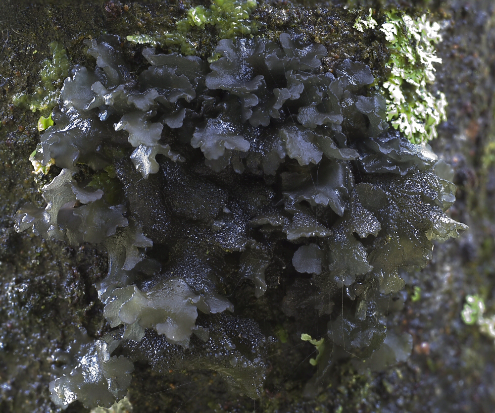 Glibberzeug Foto & Bild | pflanzen, pilze & flechten, pilze & flechten ...