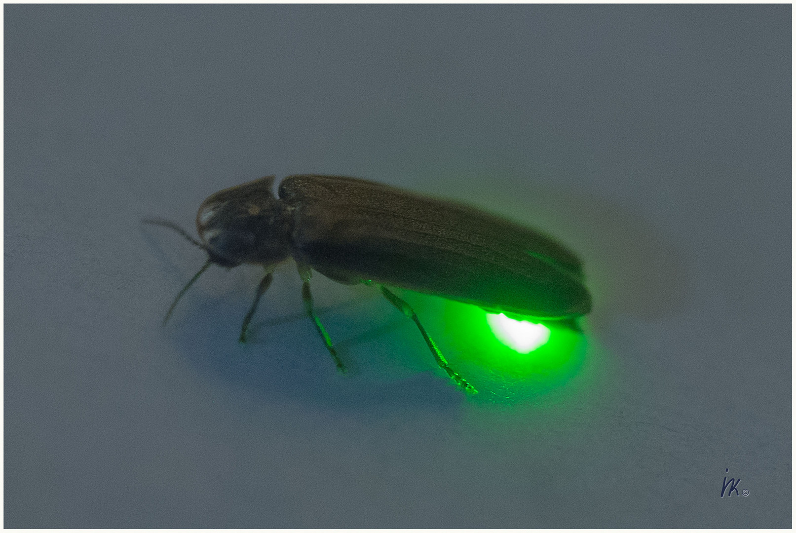 Glimme Foto & Bild | tiere, wildlife, insekten Bilder auf fotocommunity