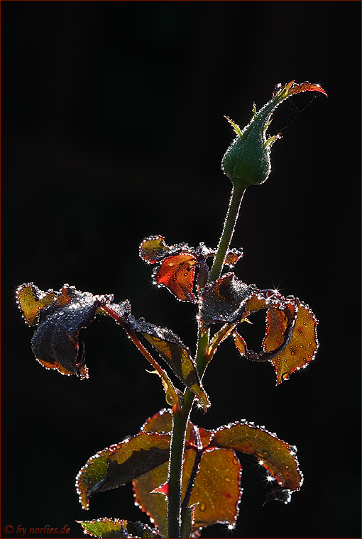Glitzer-Rose * Foto & Bild | pflanzen, pilze & flechten, blüten ...