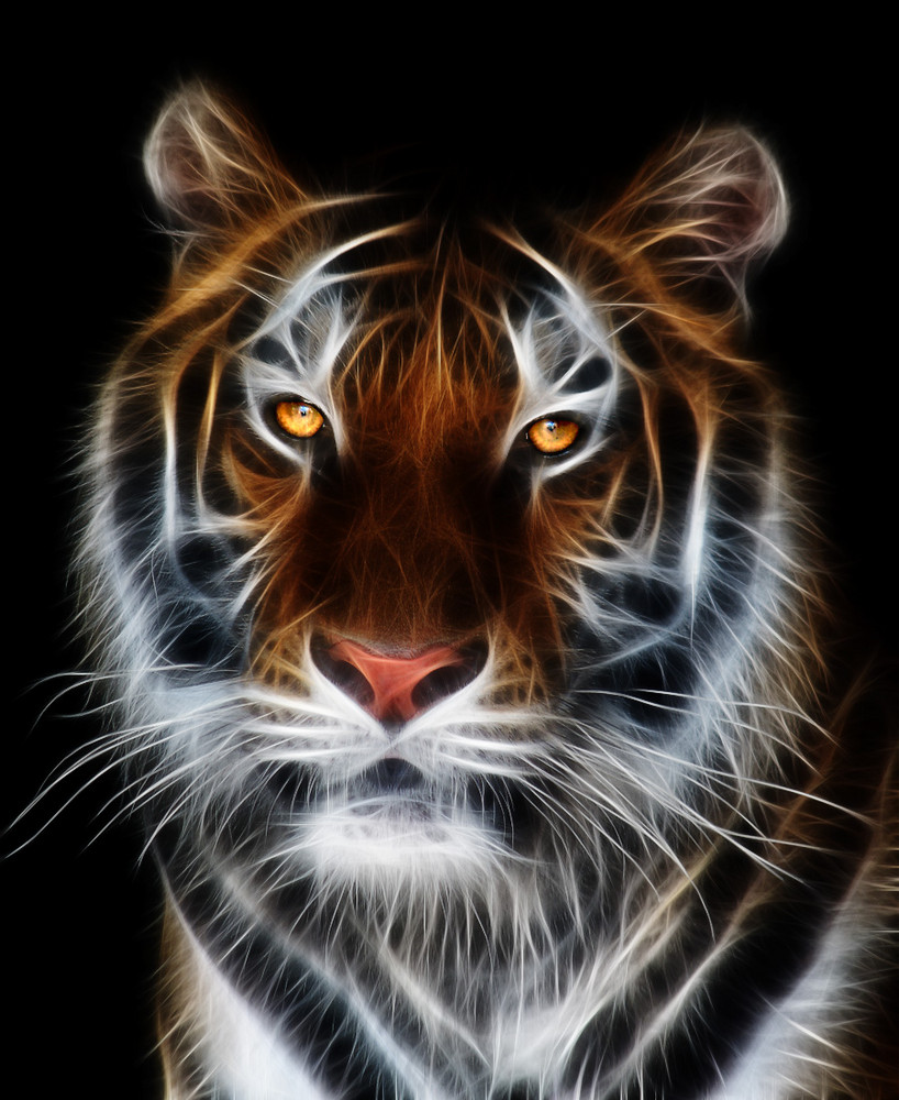 Glowing Tiger Foto & Bild | bearbeitungs - techniken, filtertechniken, digiart Bilder auf ...