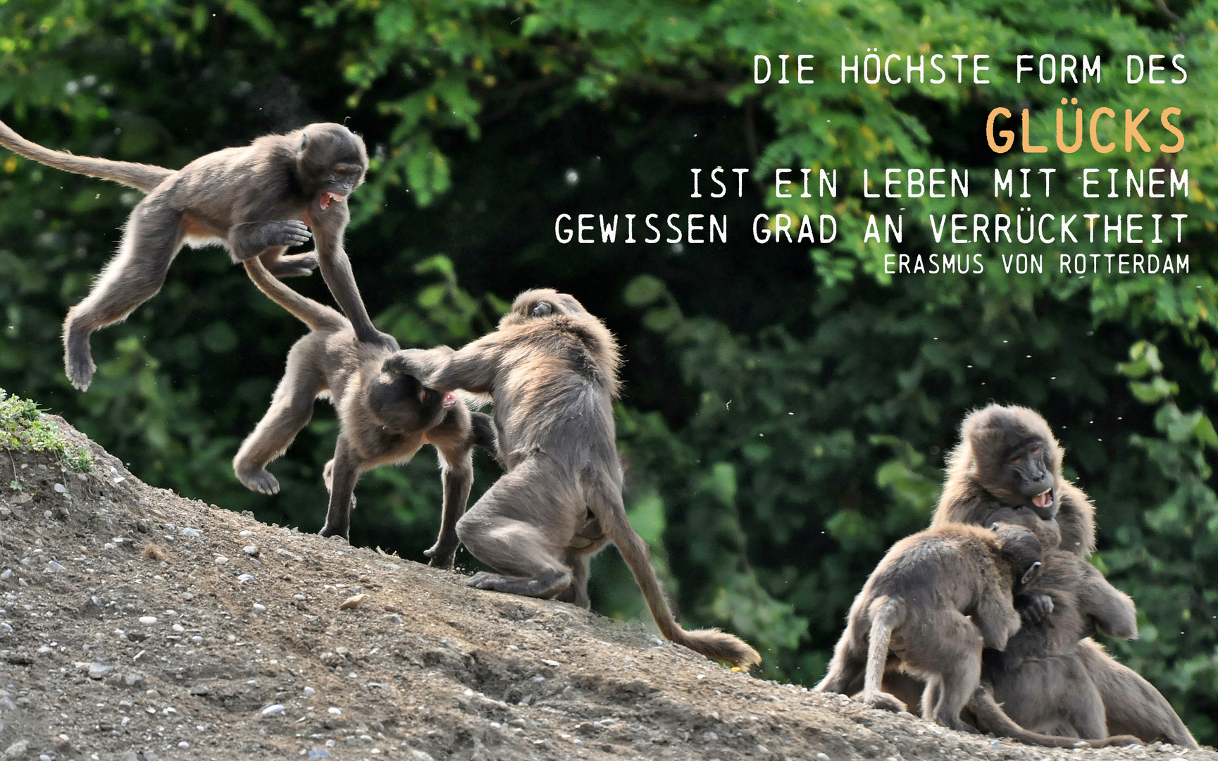 Glück 7 Foto & Bild | karte, affe, glück Bilder auf fotocommunity