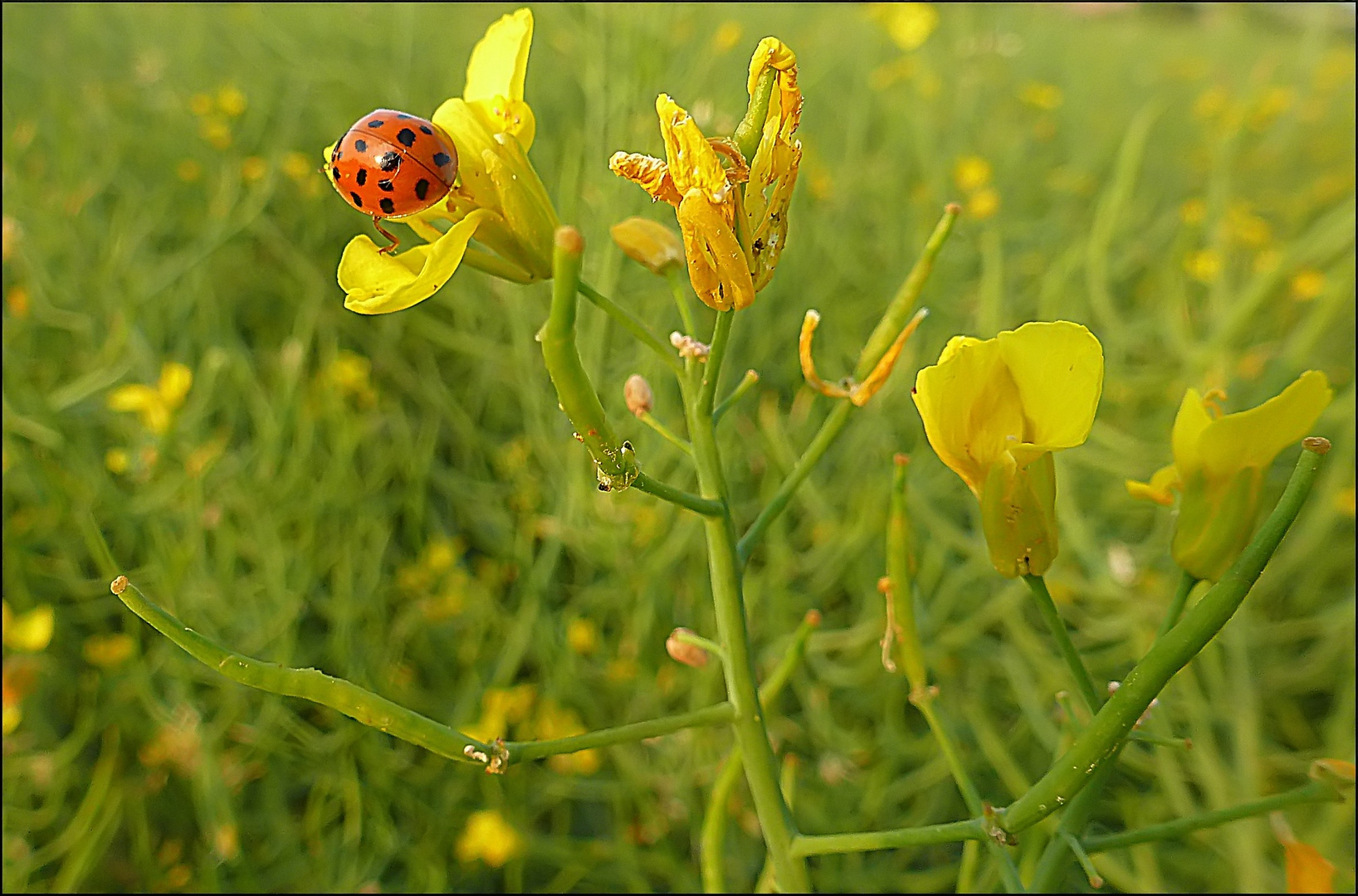 Glück im Raps Foto & Bild | tiere, wildlife, insekten Bilder auf ...