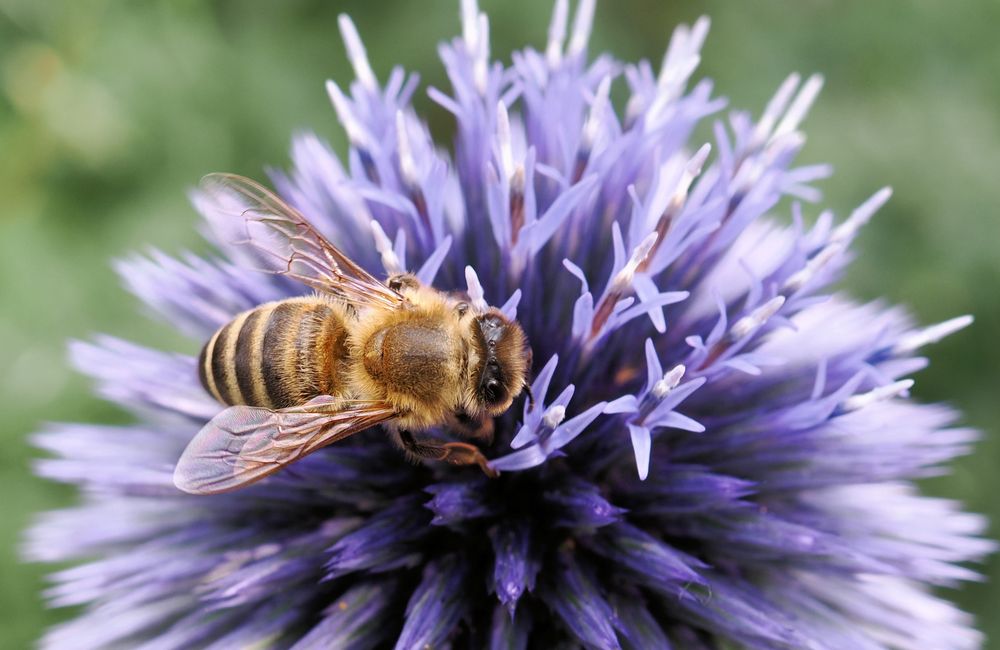 Glückliche Biene … Foto & Bild | fotos, makro, natur Bilder auf ...