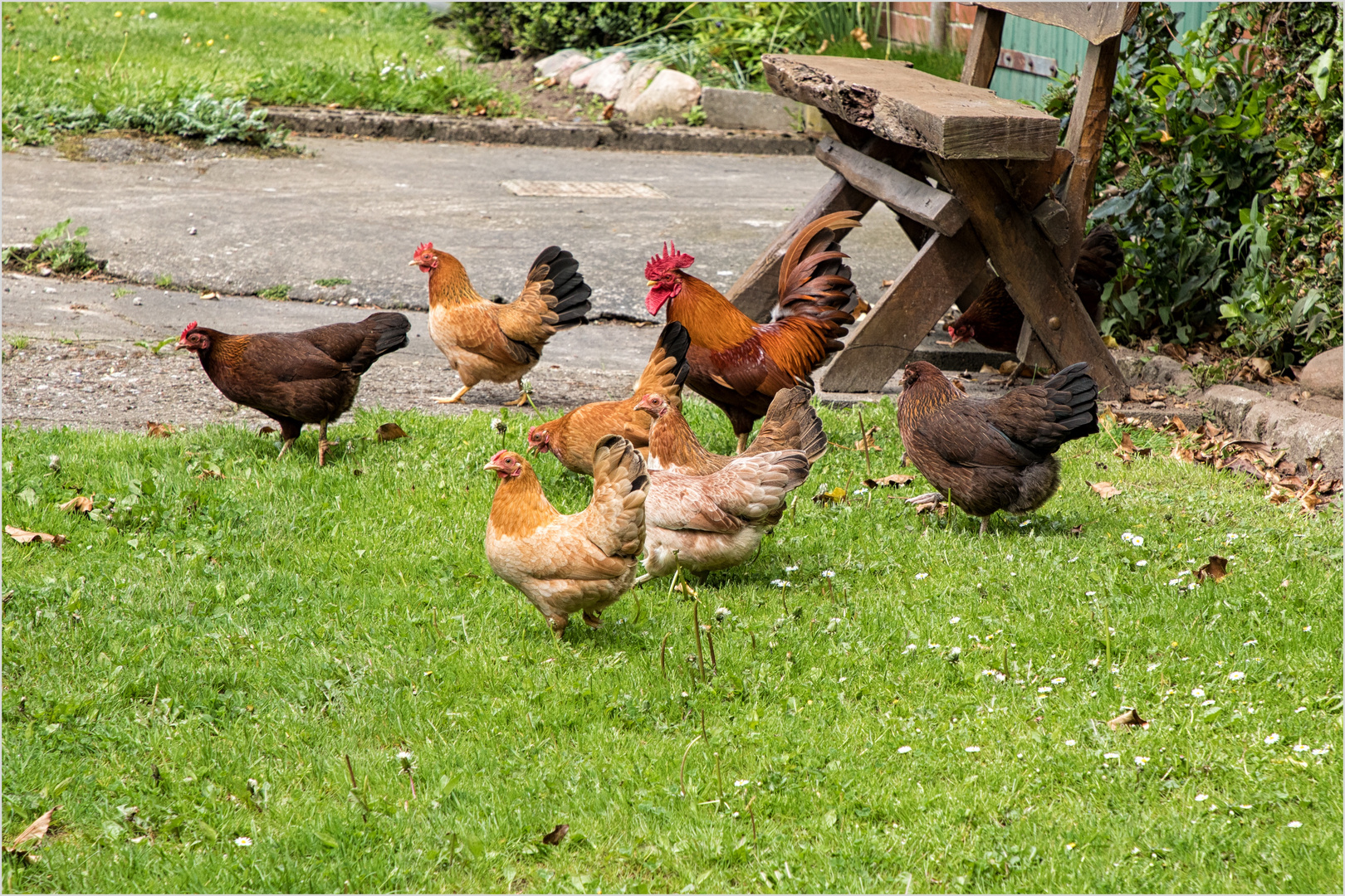 Glückliche Hühner... Foto & Bild | natur, tiere, vögel Bilder auf ...