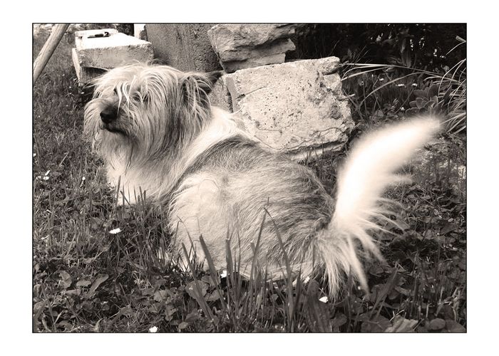 glückliche Hunde wedeln mit dem Schwanz Foto & Bild | emotionen ...