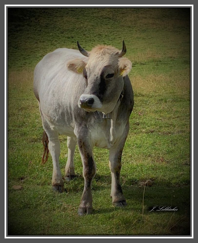 Glückliche Kuh Foto & Bild | tiere, haustiere, fotos Bilder auf ...