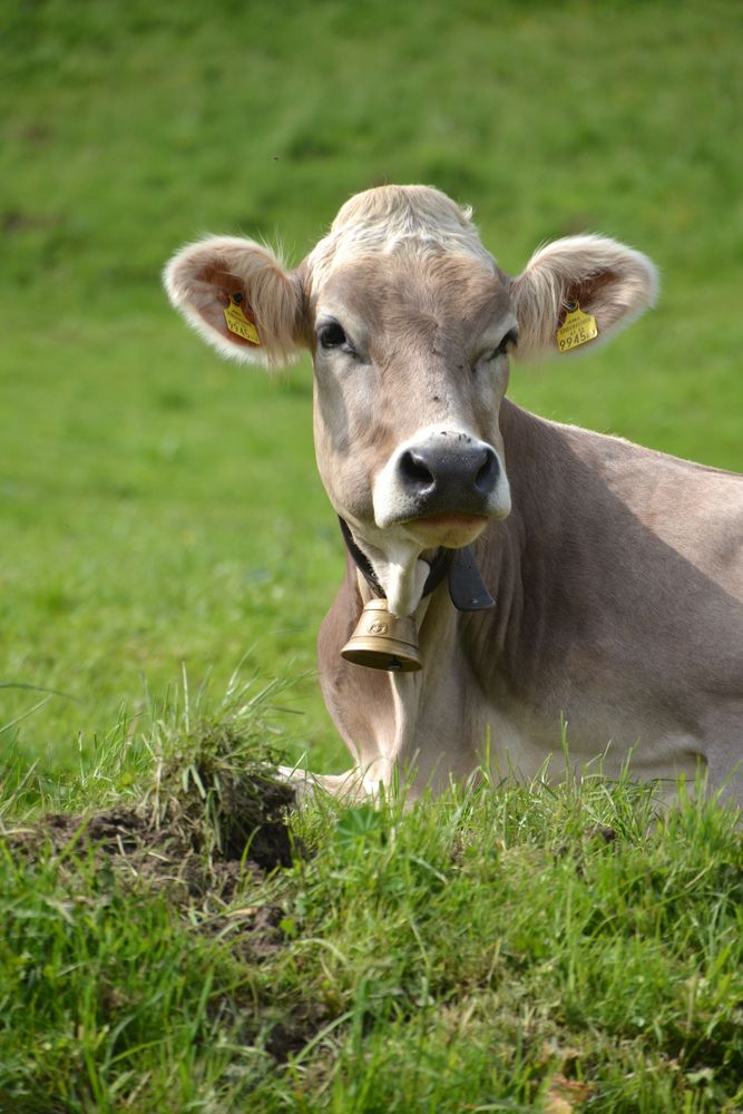 glückliche Kuh Foto & Bild | deutschland, europe, bayern Bilder auf ...