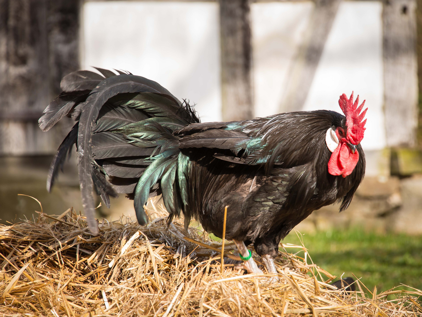 Glücklicher Hahn Foto & Bild | tiere, zoo, wildpark & falknerei ...
