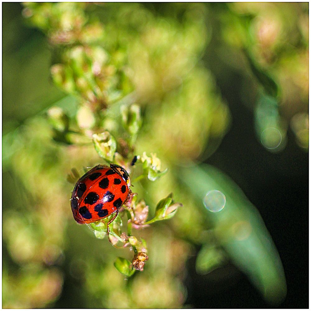 Glücklicher Käfer ... Foto & Bild | spezial, natur, insekten Bilder auf ...