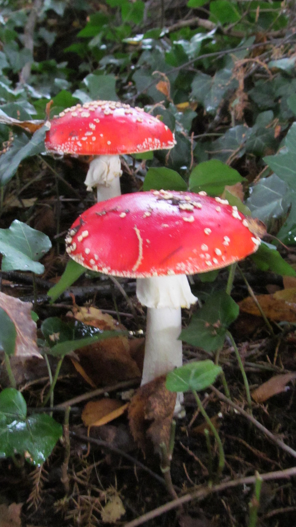 Glückspilz ? Giftpilz ? Foto & Bild | pflanzen, pilze & flechten, pilze ...