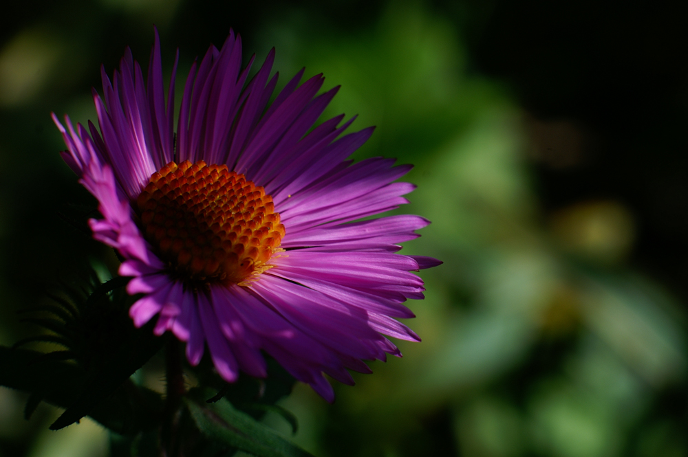 -- glühend im Halbschatten -- Foto & Bild | pflanzen, pilze & flechten ...