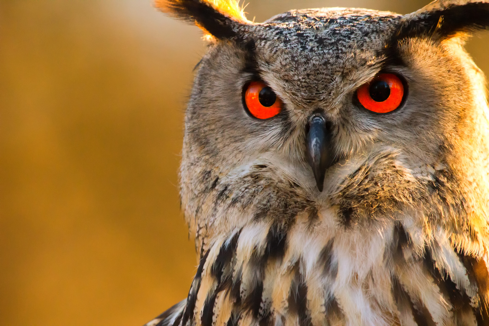 glühende Augen Foto & Bild | orange, natur, eule Bilder auf fotocommunity