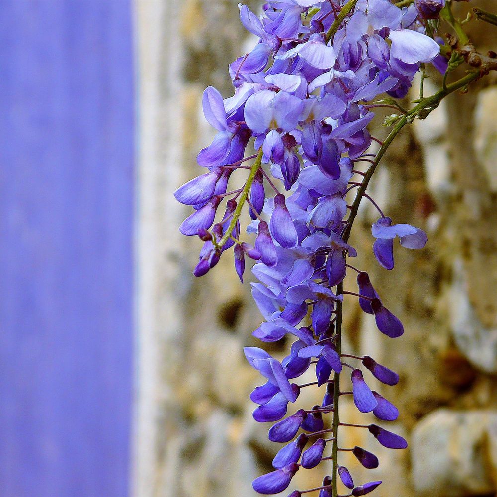 Glycine photo et image | animations photographiques, un jour - une ...