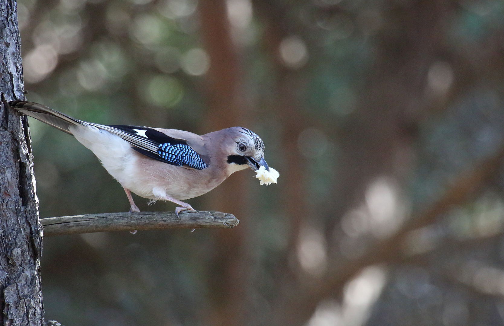 "gnam gnam style" Foto % Immagini| animali, uccelli allo stato libero ...