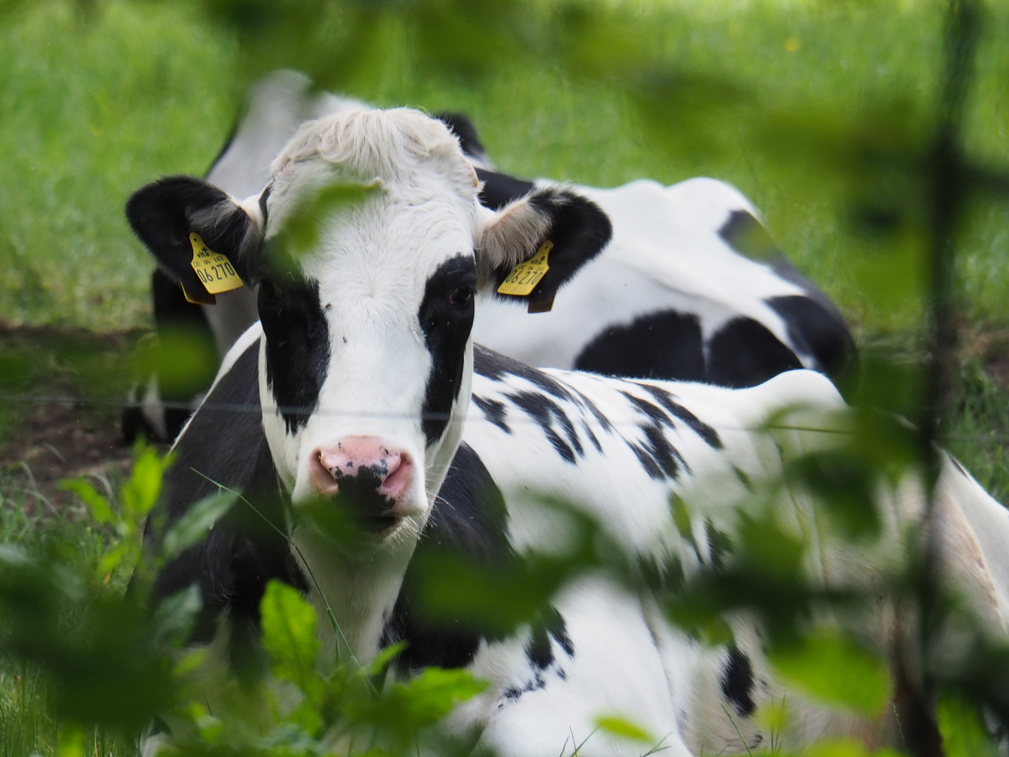 GNTM - Winner Model0sex270 Foto & Bild | reportage dokumentation ...