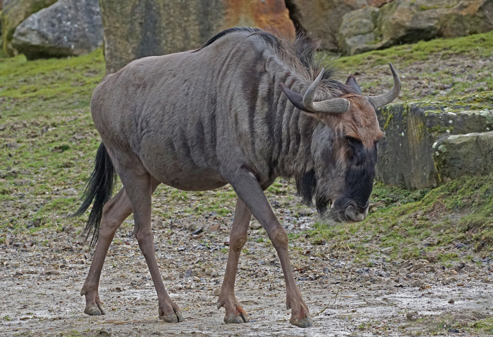 Gnu Foto & Bild | natur, zoo, afrika Bilder auf fotocommunity