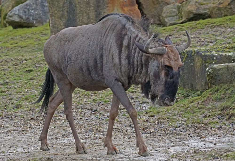 Gnu Foto & Bild | natur, zoo, afrika Bilder auf fotocommunity