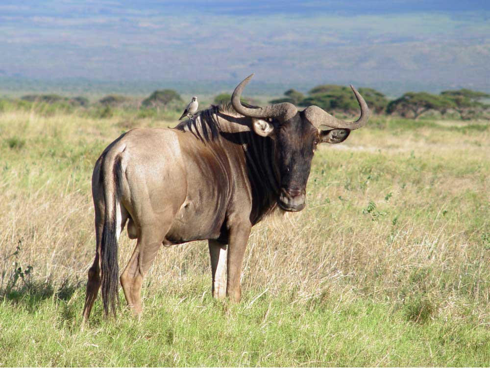 Gnu Foto & Bild | africa, eastern africa, kenya Bilder auf fotocommunity Gnu Foto & Bild | africa, eastern africa, kenya Bilder auf fotocommunity